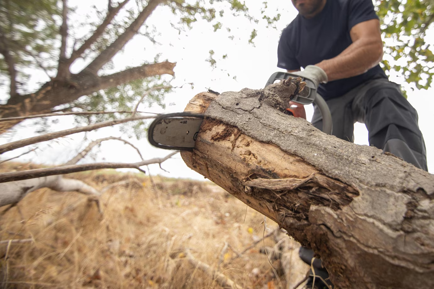 Tree Trimming and Pruning: The Ultimate Guide for Healthy and Beautiful ...